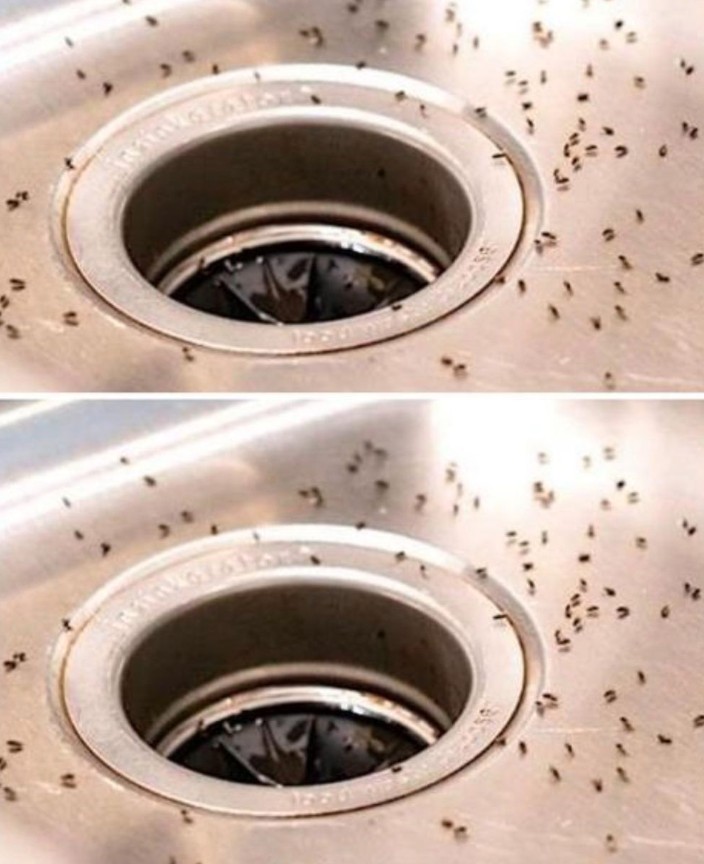 How to Get Rid of Gnats Fast: 6 Proven Home Remedies That Work - Toptenplay