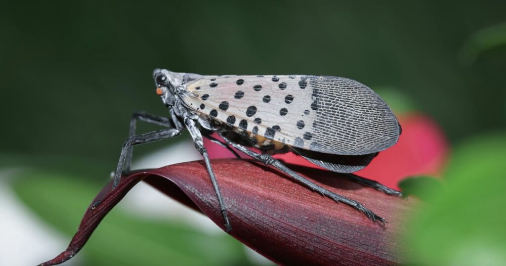 If You See This Bug on Your Tree, K-ill It Immediately (Here’s Why) - Toptenplay